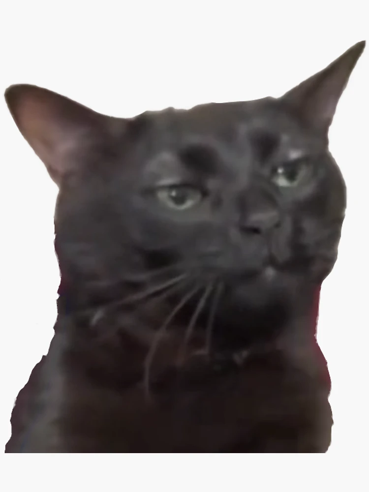 Memes Stare Cat Cat Staring Meme Angry | TikTok