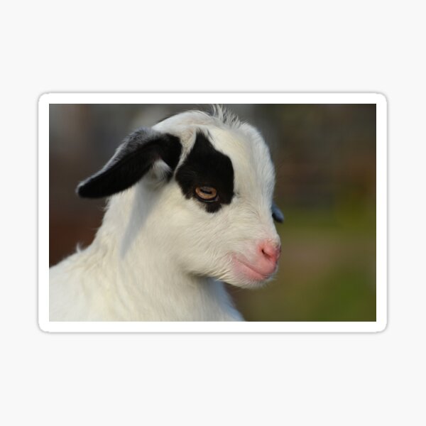 "Cute Baby Goat" Sticker for Sale by venny | Redbubble