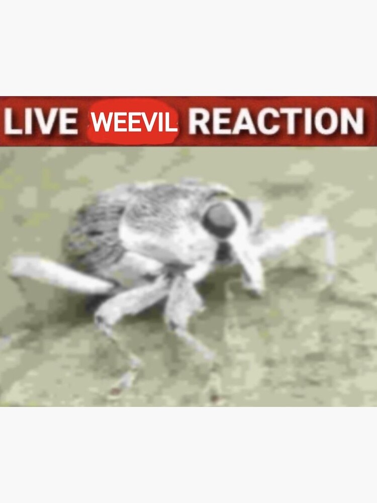 "Live Weevil Reaction Meme" Sticker for Sale by Magironi | Redbubble