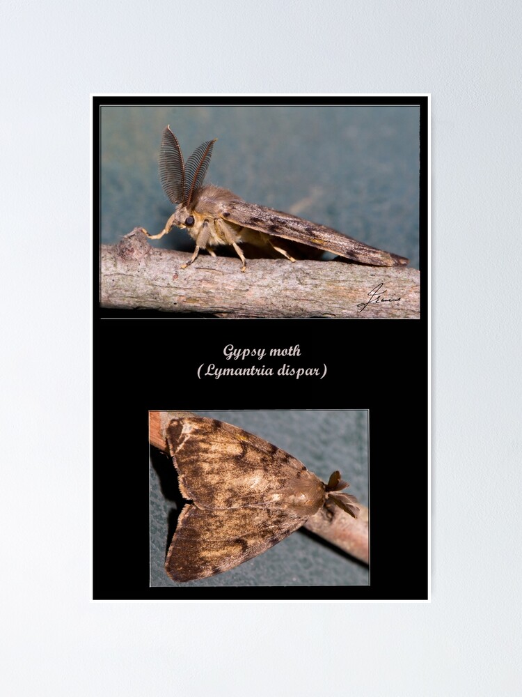 "Gypsy moth" Poster by DigitallyStill | Redbubble