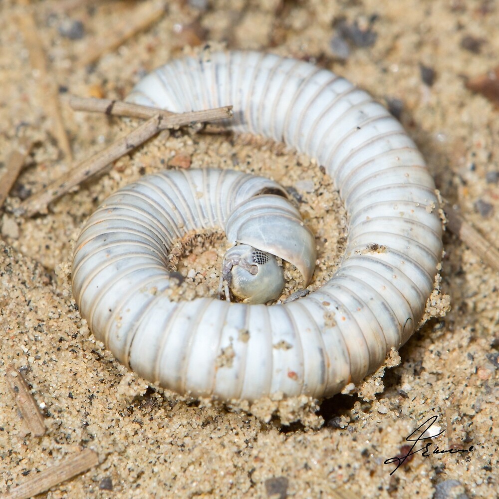 "Millipede Exoskeleton Remains" by DigitallyStill | Redbubble