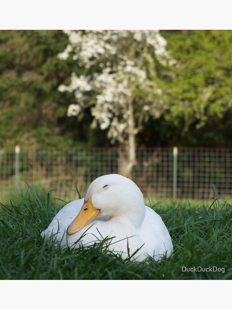 "Sleepy Duck" Poster by DuckDuckDog | Redbubble