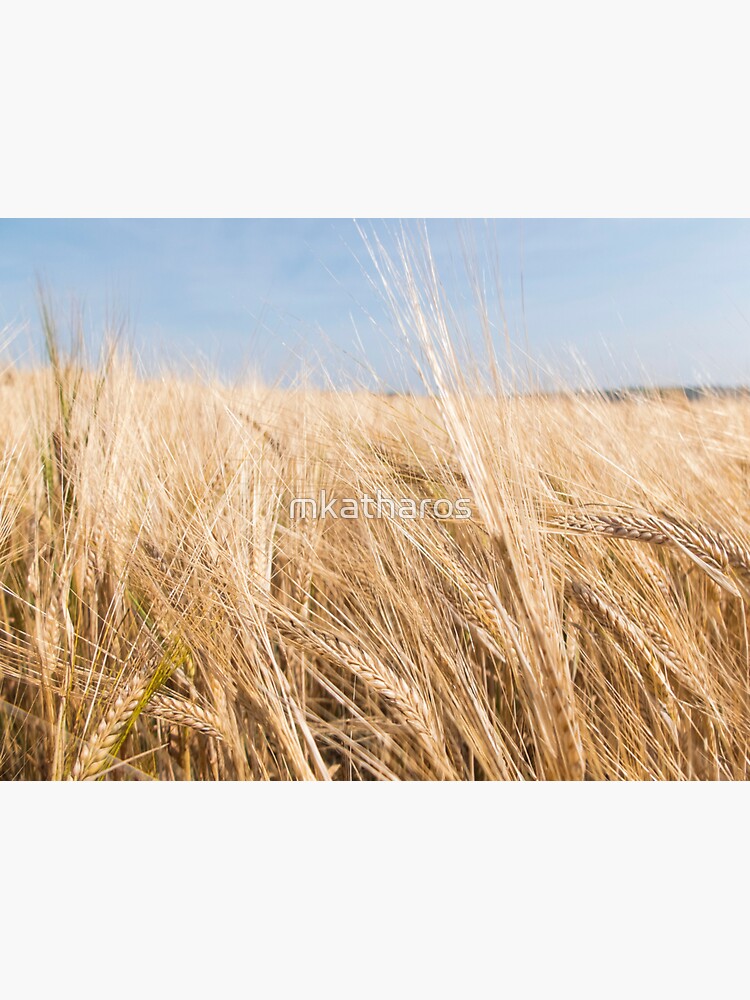 "Wheat" Sticker for Sale by mkatharos | Redbubble