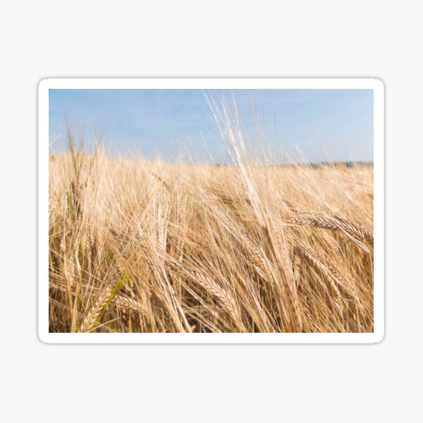 "Wheat" Sticker for Sale by mkatharos | Redbubble