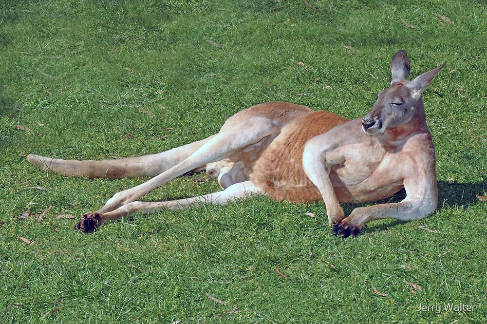"Kangaroo Relaxing" by Jerry Walter | Redbubble