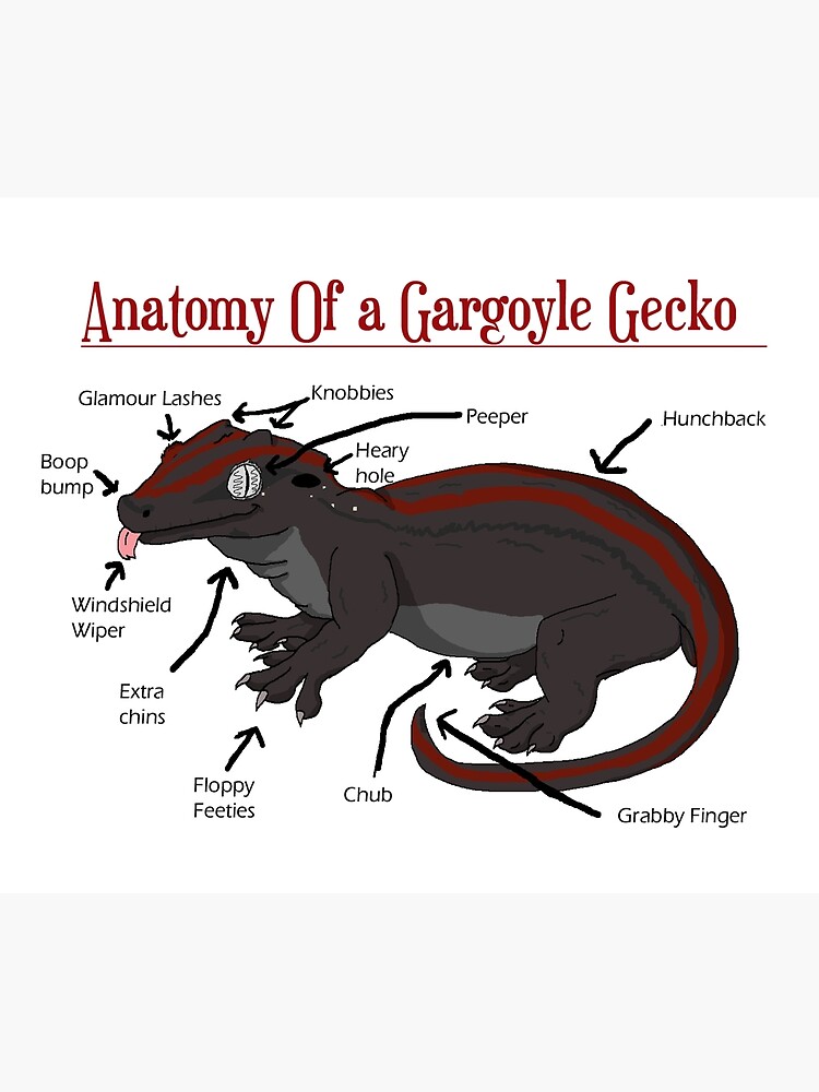Lámina fotográfica «Anatomía de una gárgola Gecko» de christywoowoo ...