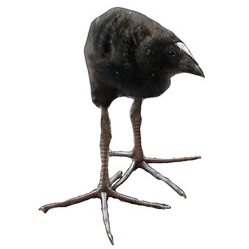 "Baby Pukeko Silly Bird" Sticker for Sale by vwlilly | Redbubble