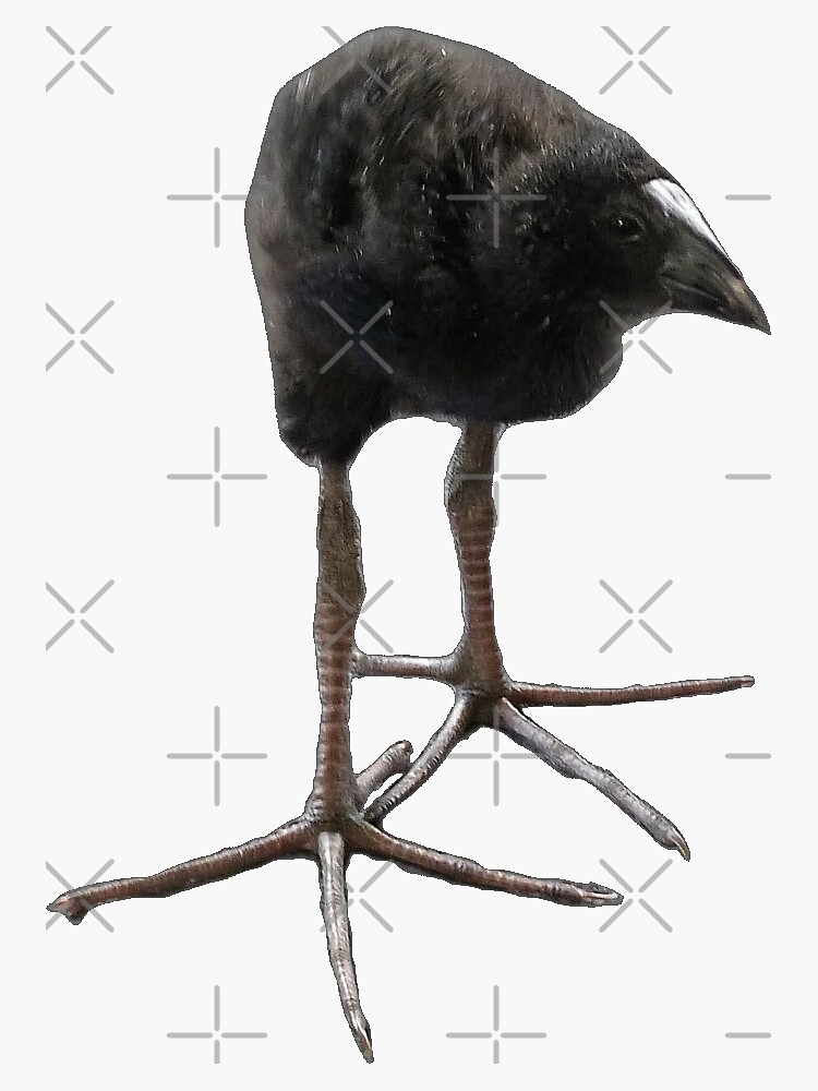 "Baby Pukeko Silly Bird" Sticker for Sale by vwlilly | Redbubble