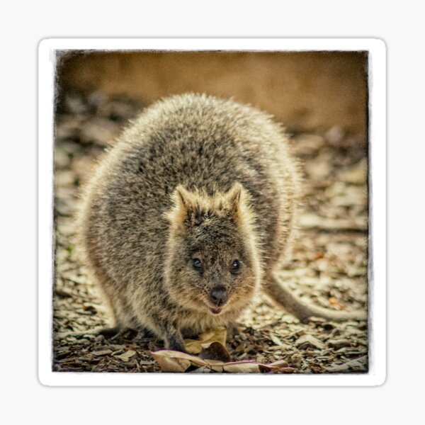 "Quokka" Sticker for Sale by AmyesPhotograph | Redbubble