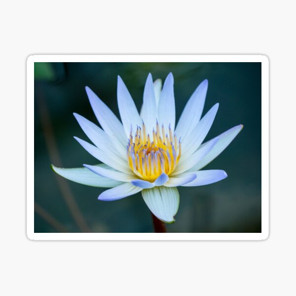 "Water Lily" Sticker for Sale by rossacampbell | Redbubble