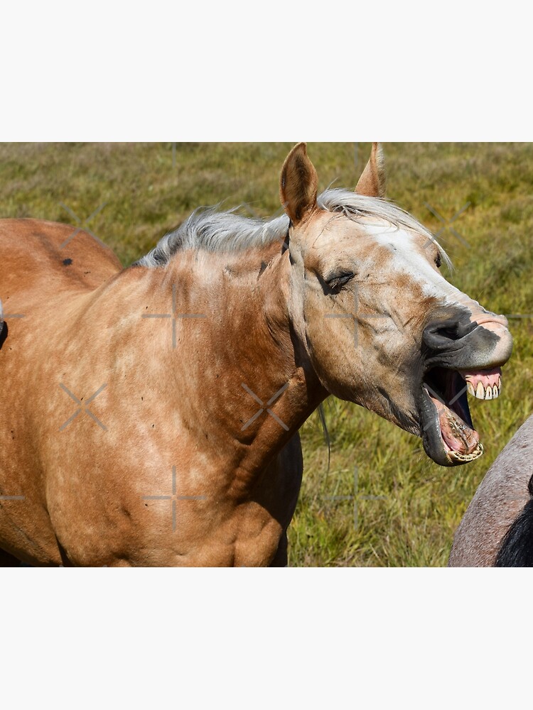 Quarter Horse Memes Funny Quarter Horse Etsy