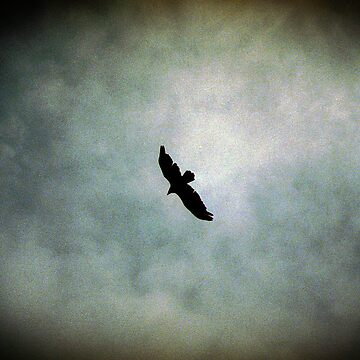 "Crow flying over farm" Sticker for Sale by Leo K. | Redbubble