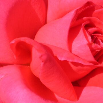 "Dark Pink Swirls of the Miss All American Beauty Rose" Sticker for ...