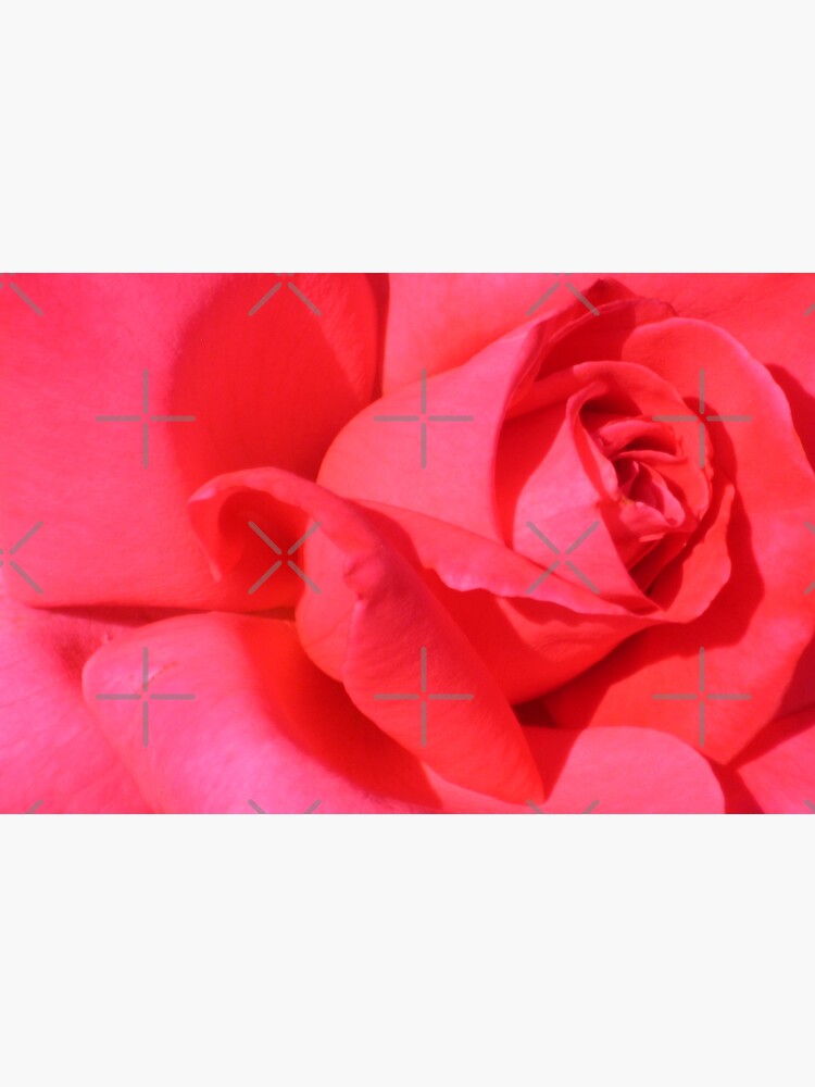 "Dark Pink Swirls of the Miss All American Beauty Rose" Sticker for ...