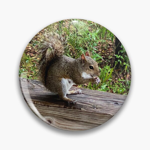 "Hungry Squirrel" Pin for Sale by Dennis Consorte | Redbubble