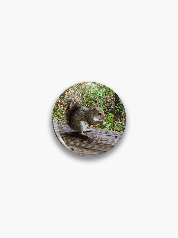 "Hungry Squirrel" Pin for Sale by Dennis Consorte | Redbubble