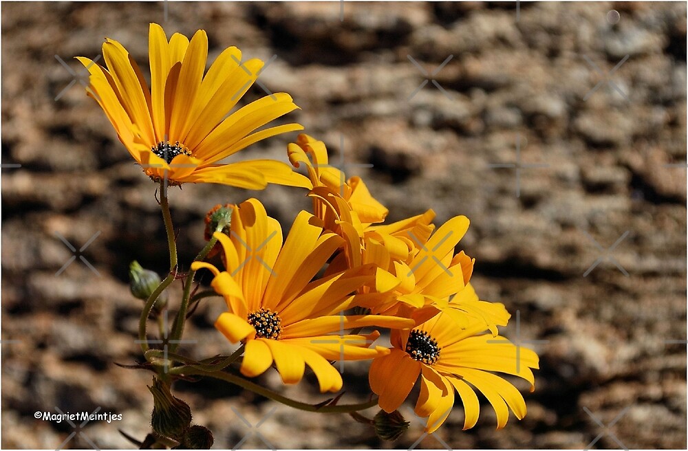 "Arctotis cuprea – ASTERACEAE – Gousblom" by Magriet Meintjes | Redbubble