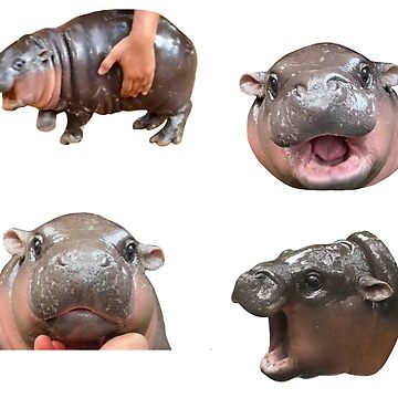 "Moo-Deng Hippo" Sticker for Sale by SkyeTheCat | Redbubble