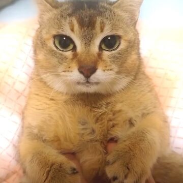 "Tole Tole vro cat" Sticker for Sale by dupsteria | Redbubble