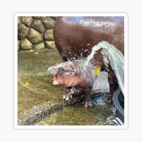 "Moo Deng - Greatest Weakness" Sticker for Sale by spiderdudejung ...