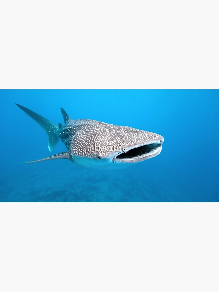 "Whale Shark Under Water " Poster for Sale by banwa | Redbubble