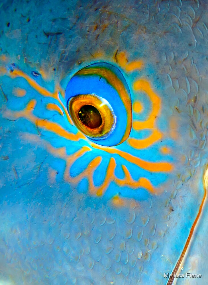 "Blue Grouper Eye" by Melissa Fiene | Redbubble