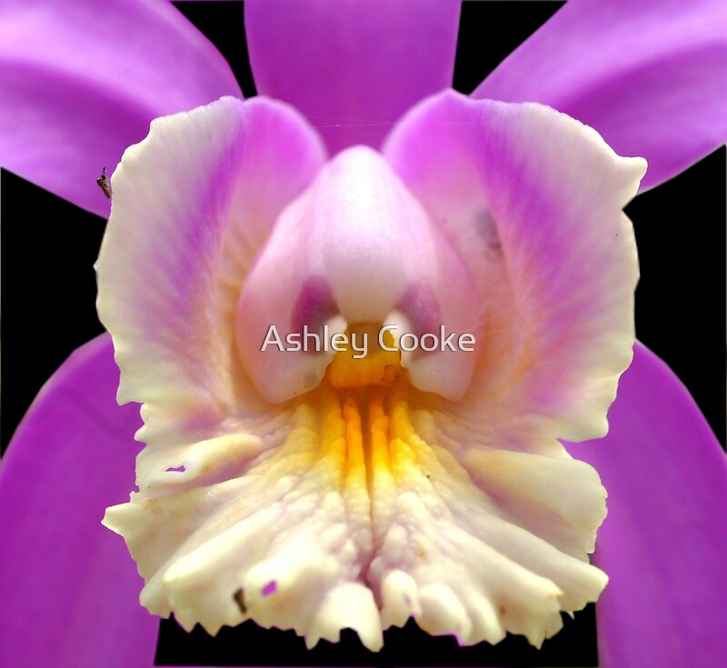 "Cady Bug - Orchid Alien Discovery" by Ashley Cooke | Redbubble