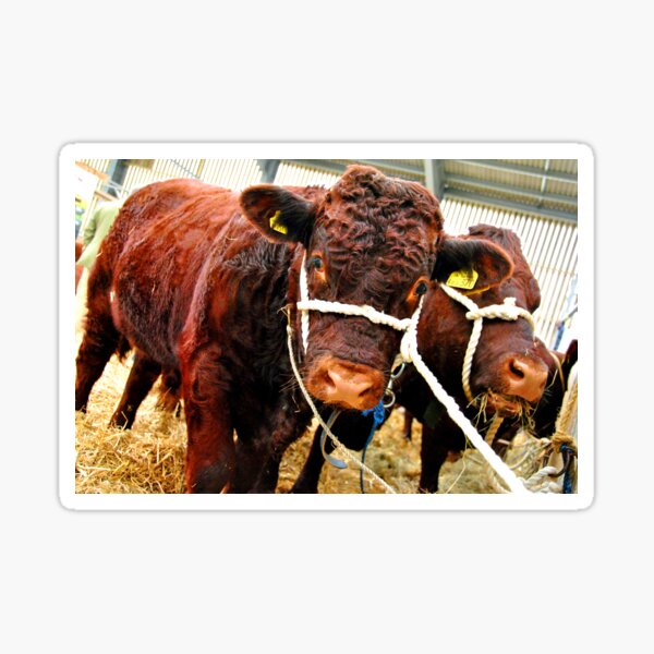 "Pedigree Red Ruby Devon Cow" Sticker for Sale by AndyEvansPhotos ...