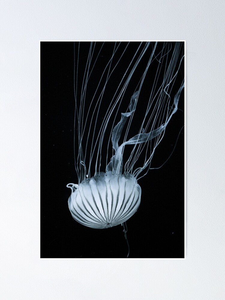 "Jellyfish" Poster by BrambleBox | Redbubble