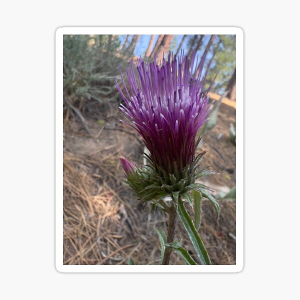 "Rose Thistle" Sticker for Sale by Betsy Phillips | Redbubble