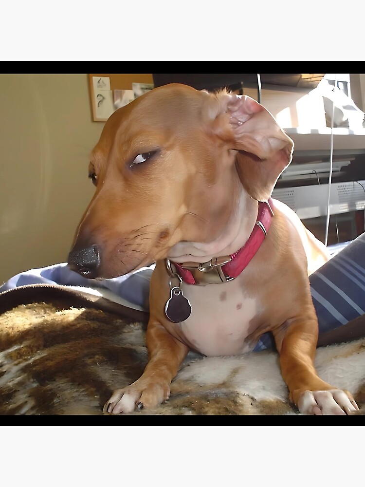Verlegen Hond Meme