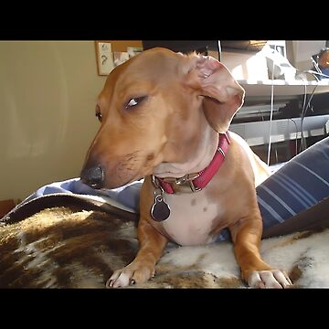 Pegatina for Sale con la obra «Meme de perro de reojo con mirada ...