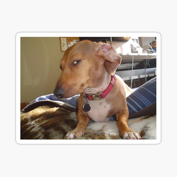 Pegatina for Sale con la obra «Meme de perro de reojo con mirada ...