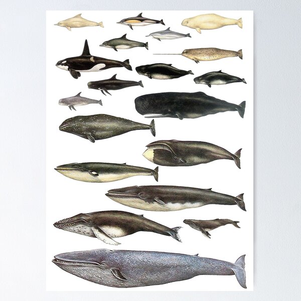 "Whale Chart" Poster for Sale by JTNC | Redbubble