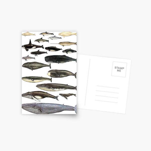 "Whale Chart" Postcard for Sale by JTNC | Redbubble