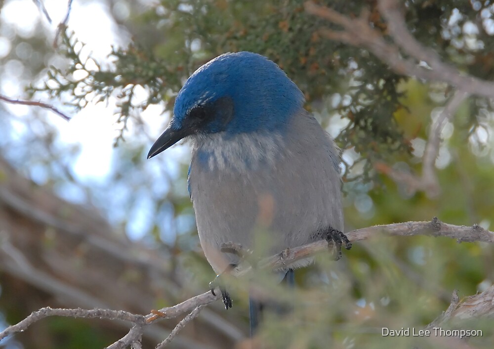 "Female Stellers Jay" by David Lee Thompson | Redbubble