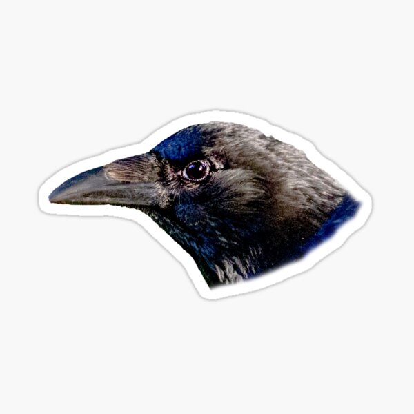 "Carrion Crow" Sticker for Sale by Dalyn | Redbubble