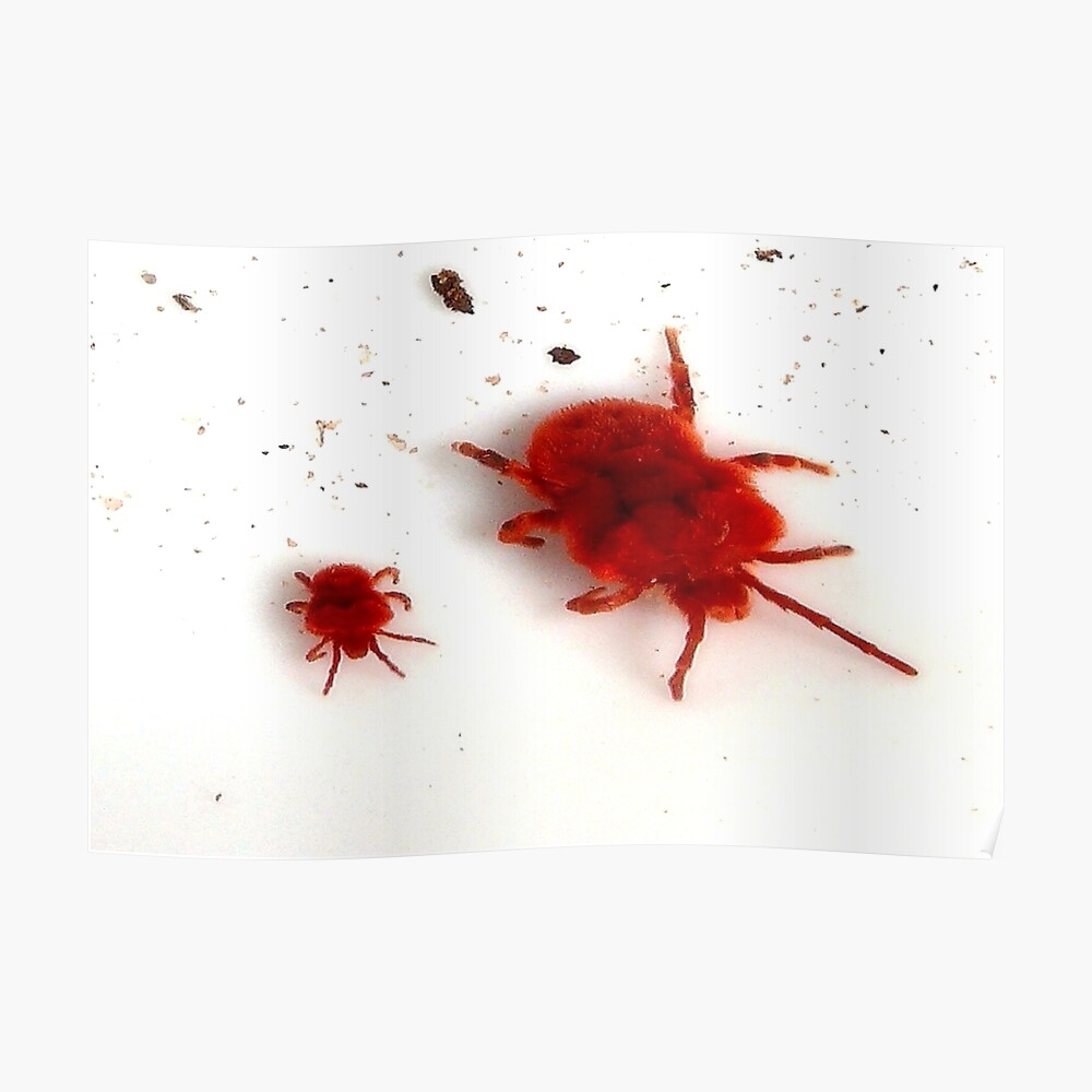 "Red Velvet Mites" Poster by puffkitty3 | Redbubble