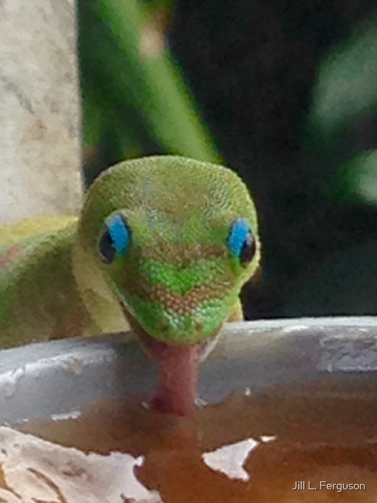 "Gecko drinking syrup in Kona" by Jill L. Ferguson | Redbubble