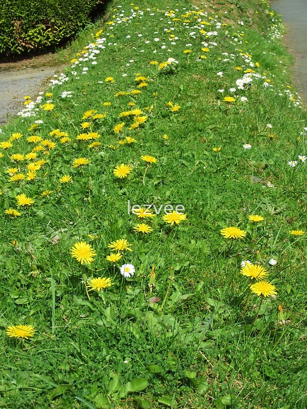 "Dandelion Bank (Taraxacum)" by lezvee | Redbubble