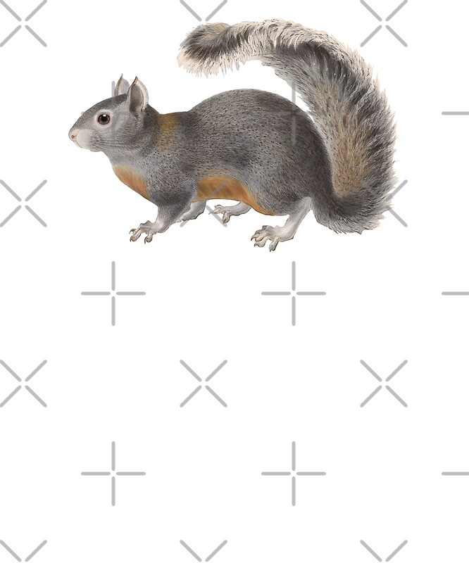 "Cute Squirrel Lover Gift I Love Squirrels Bright Eyed and Bushy Tailed ...