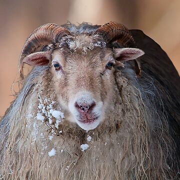 "sheep face" Sticker by Palatinasart | Redbubble