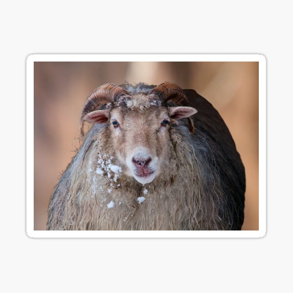 "sheep face" Sticker by Palatinasart | Redbubble