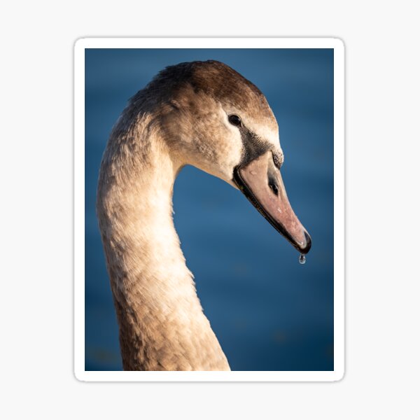 "'Not such an ugly duckling' Cygnet portrait" Sticker for Sale by ...
