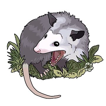 "Screaming possum" Sticker for Sale by Lemongu | Redbubble