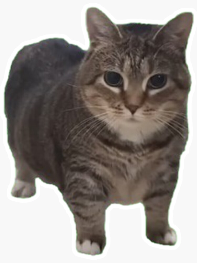 "Spinning Cat Meme" Sticker for Sale by Bigbaldred | Redbubble