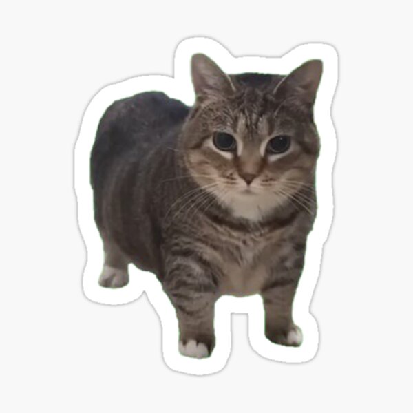 "Spinning Cat Meme" Sticker for Sale by Bigbaldred | Redbubble