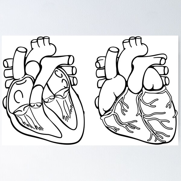 Dibujo Lineal Del Corazón Humano 54,287 En La Categoría «Corazon