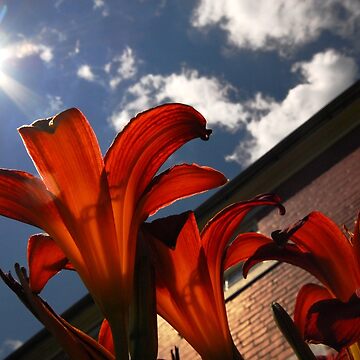 "Transilluminated Lily Flower." Poster for Sale by Billlee | Redbubble