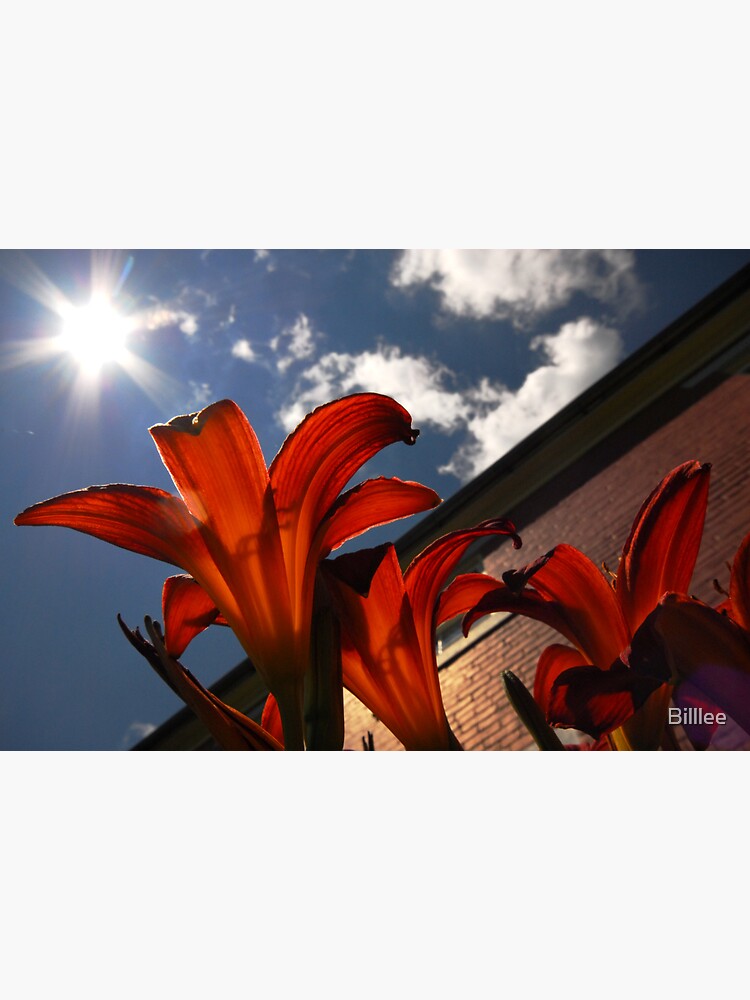 "Transilluminated Lily Flower." Sticker by Billlee | Redbubble